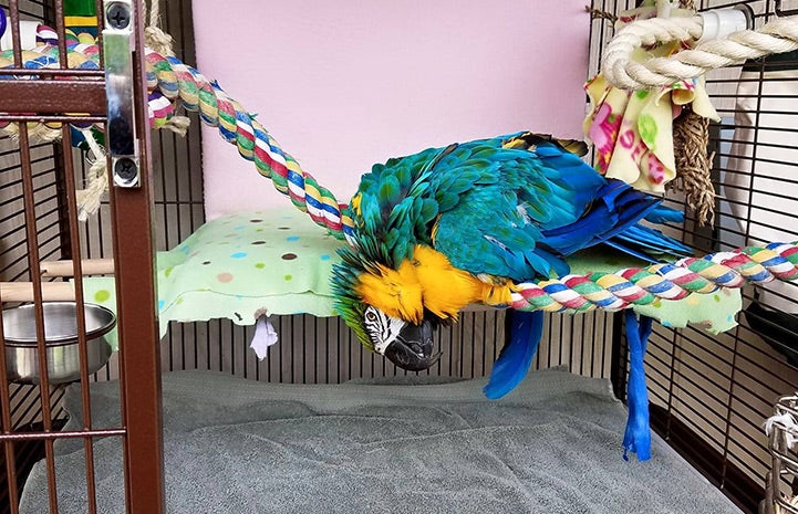 Blue Gold Macaw Special Adoption | Best Friends Animal Society